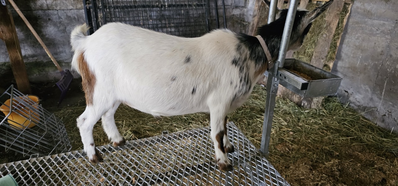 Goat Conditions: What is carpal hyperextension in goats? - Floof Farm