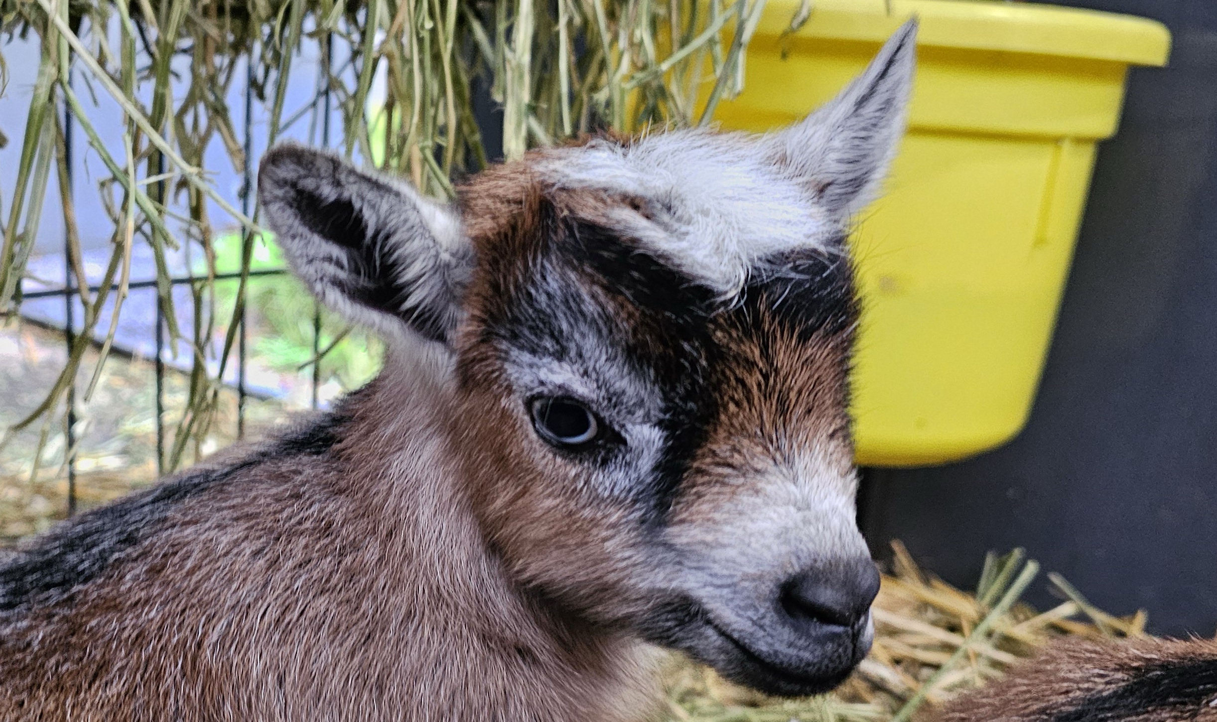 Goat Education in February 2024 - Floof Farm